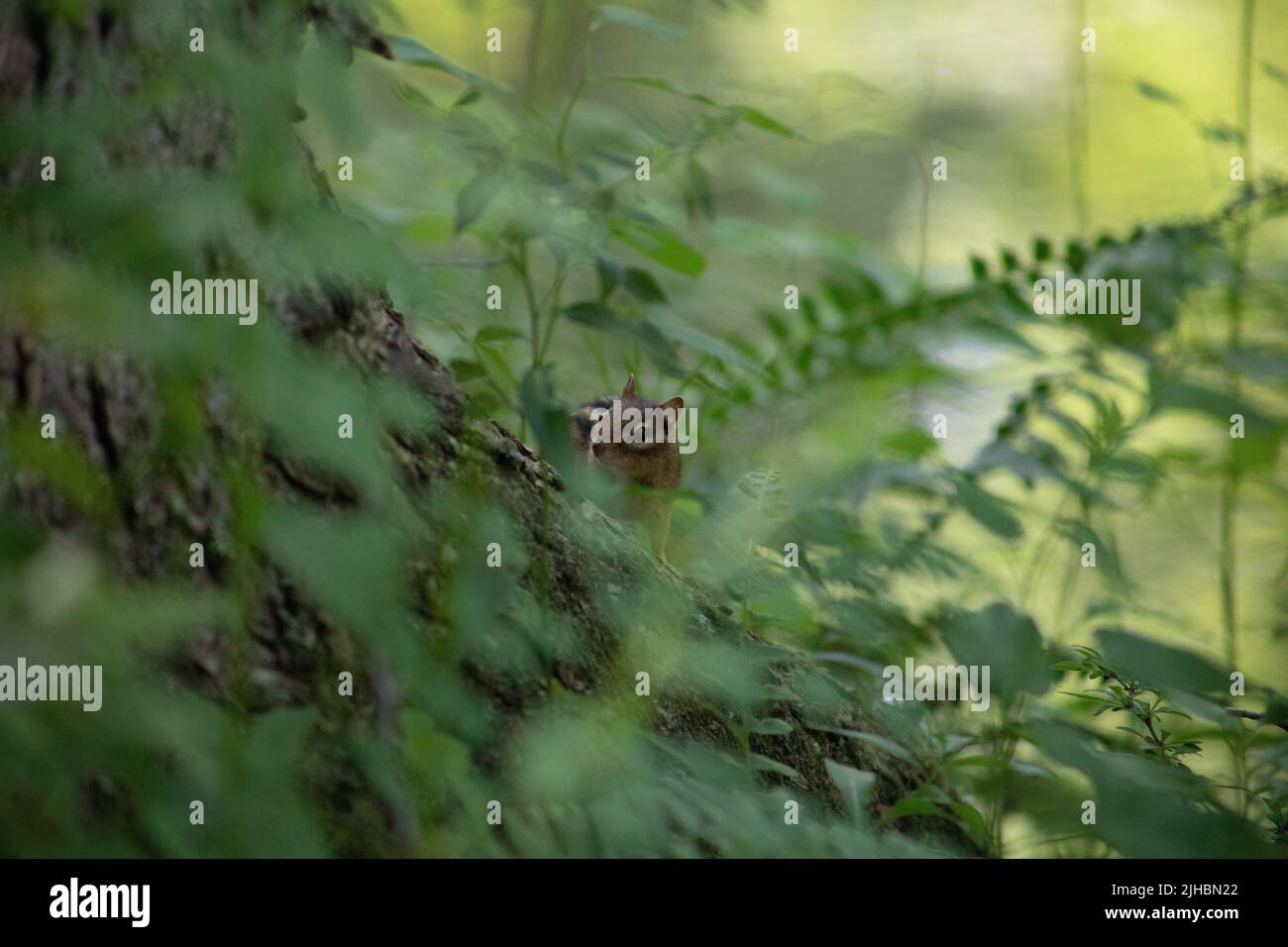 A small brown chipmunk crawling up a tree Stock Photo - Alamy