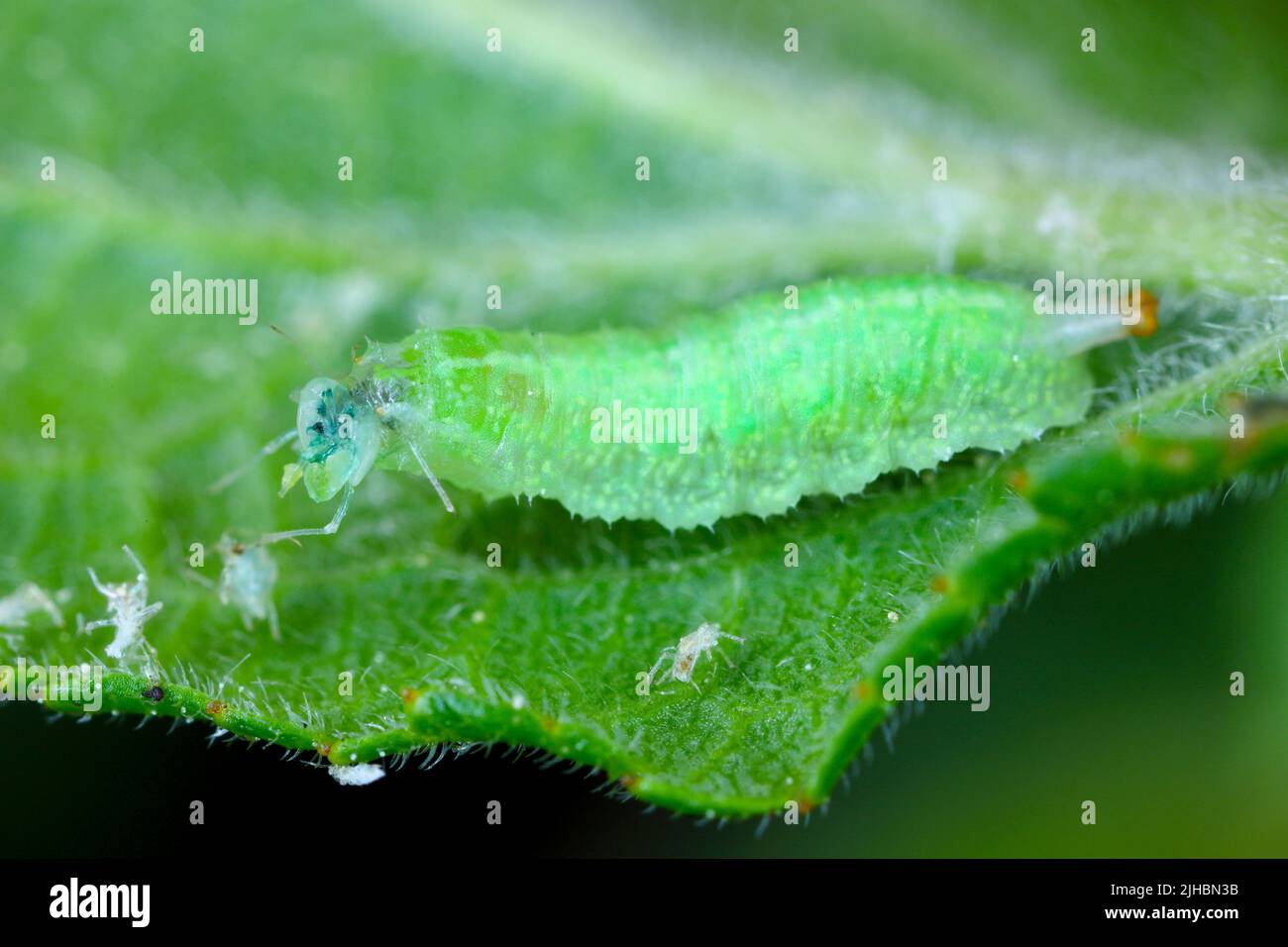 Syrphidae larvae (Hoverfly) with hunted aphid Stock Photo - Alamy