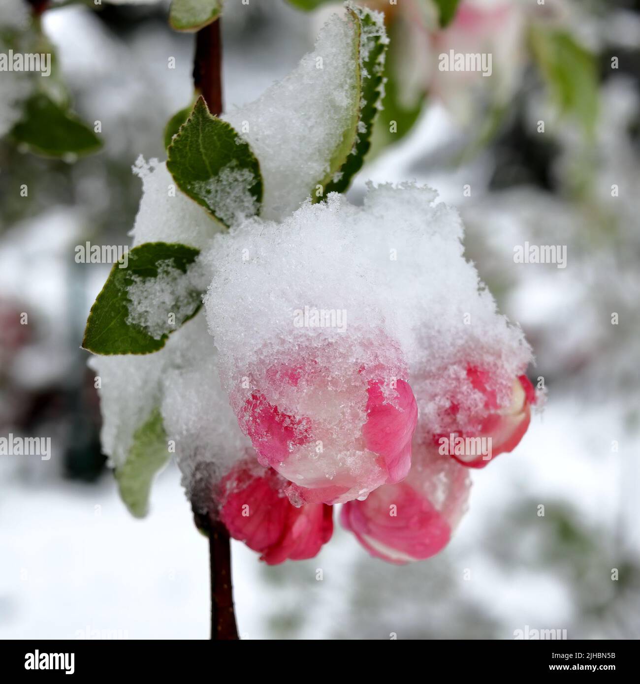 Anomaly of nature, snow during the blooming of gardens in May Stock ...
