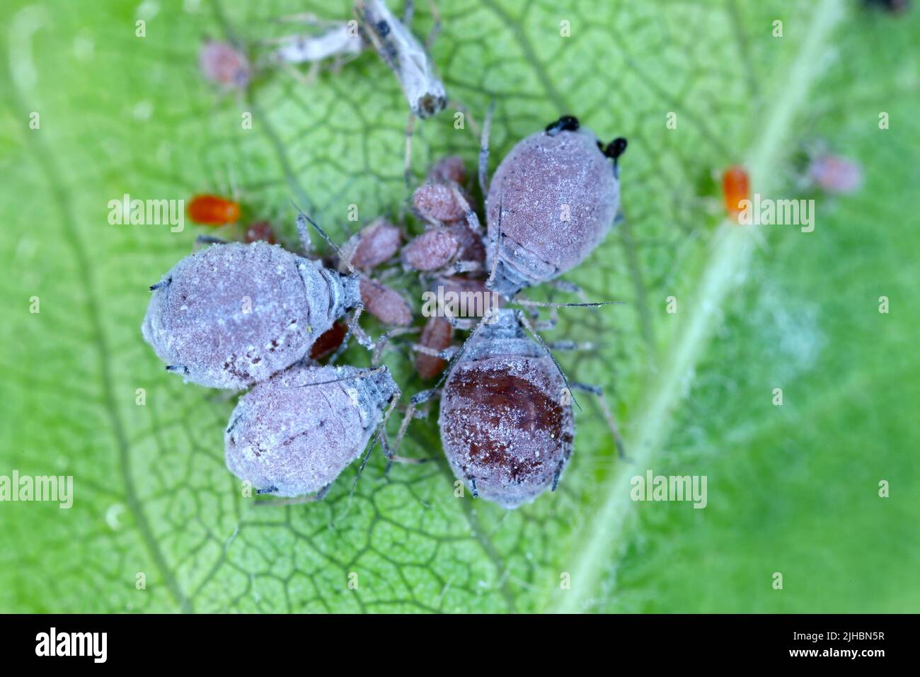 Dysaphis pyri - Pear bedstraw aphid, pest of pear trees in orchards and ...
