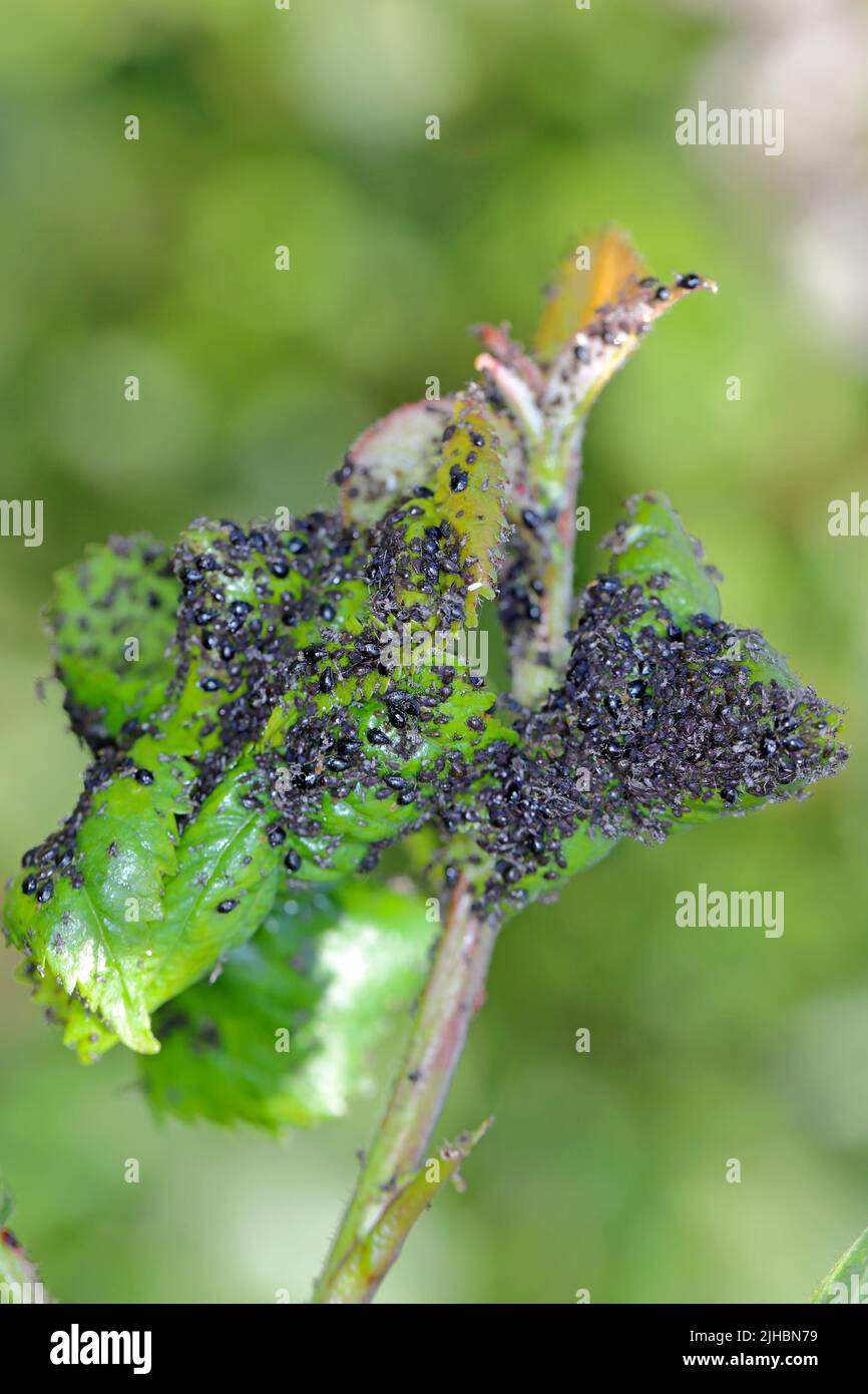 Black Cherry Aphid (Myzus cerasi) colony on leaf Stock Photo - Alamy