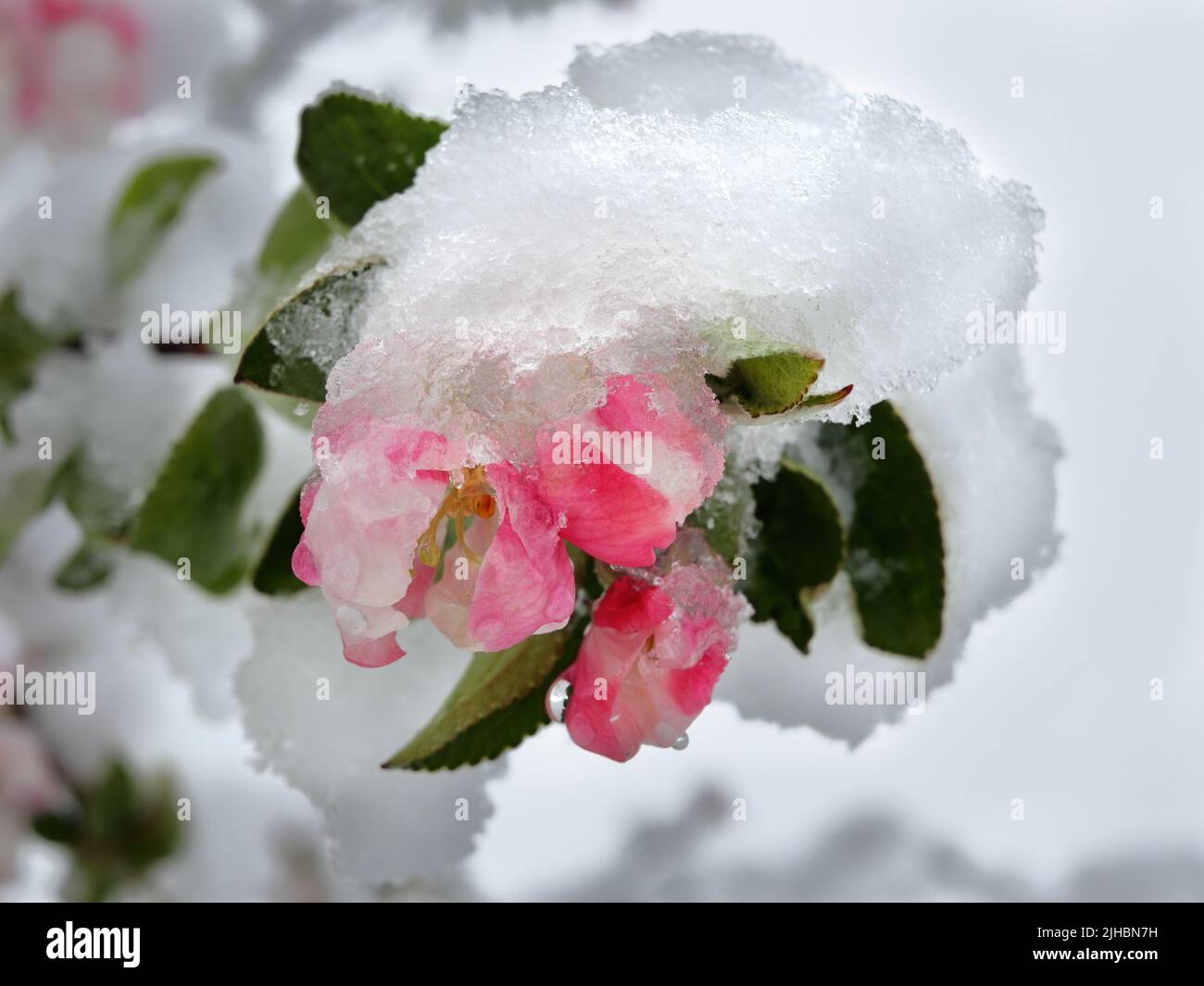 Anomaly of nature, snow during the blooming of gardens in May Stock ...