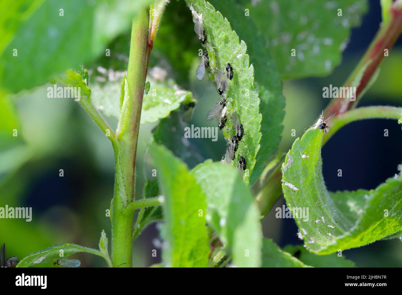 Mealy plum aphid Hyalopterus pruni infestation on plum leaf underside ...