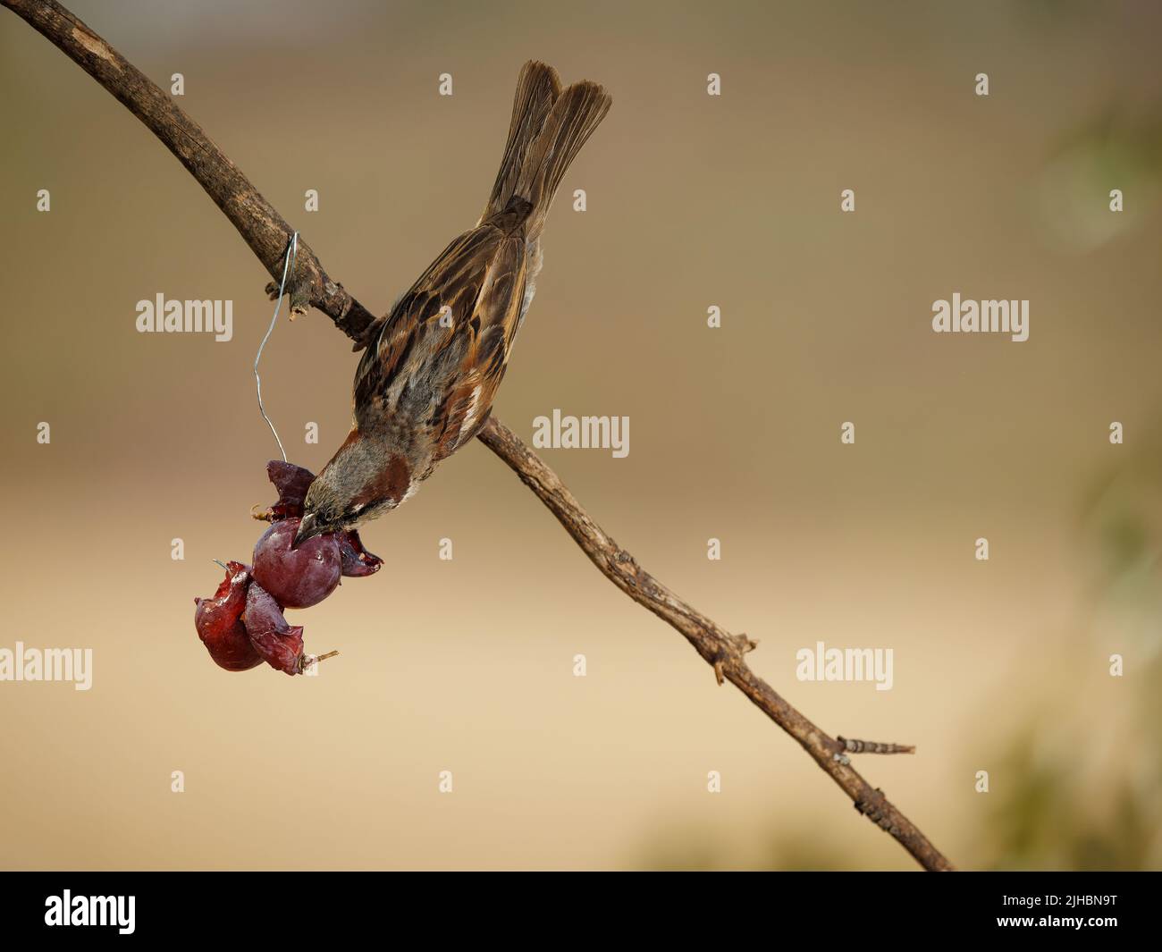 House sparrow (Passer domesticus). Bird eating grapes Stock Photo - Alamy