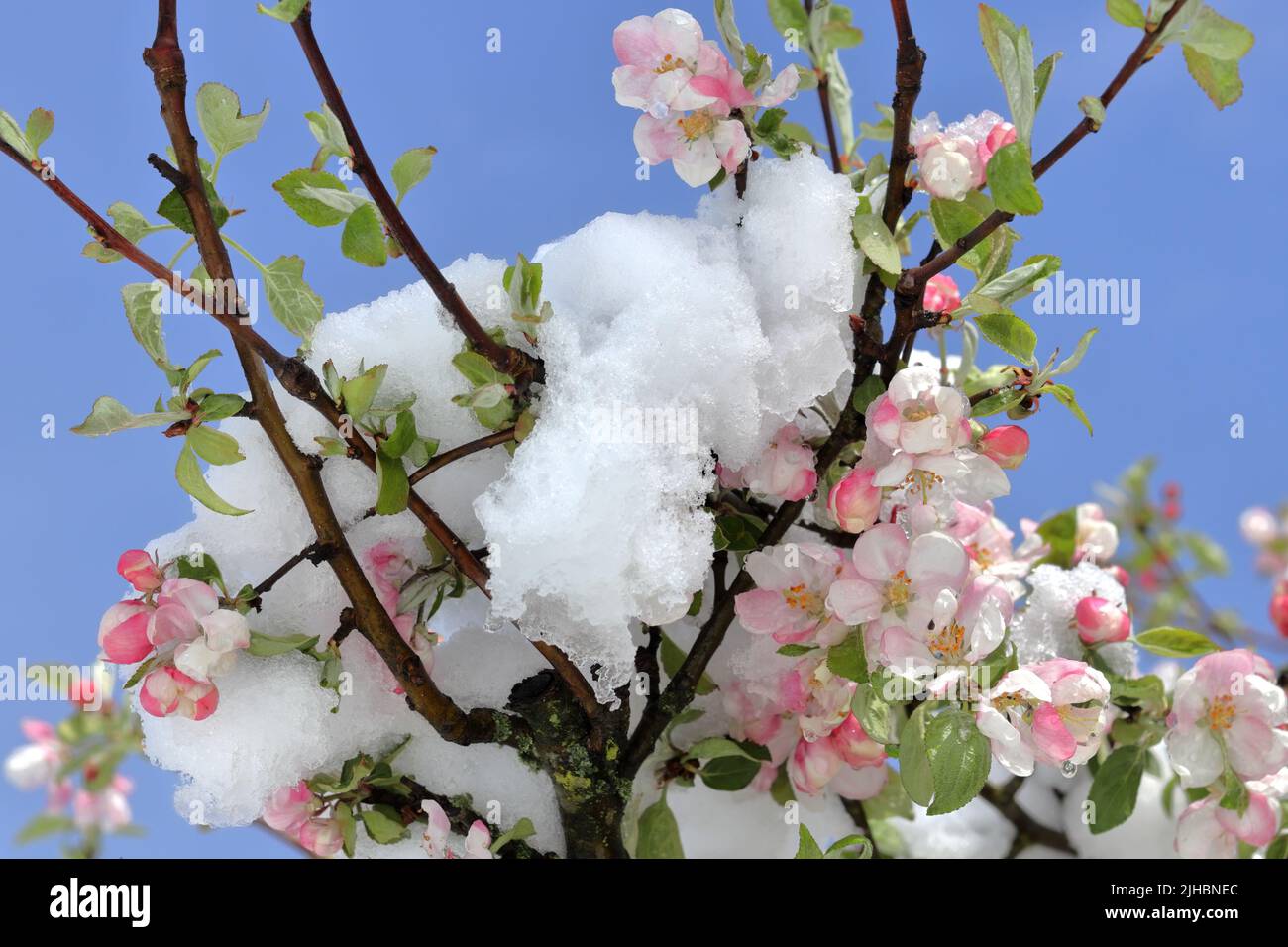 Anomaly of nature, snow during the blooming of gardens in May Stock ...