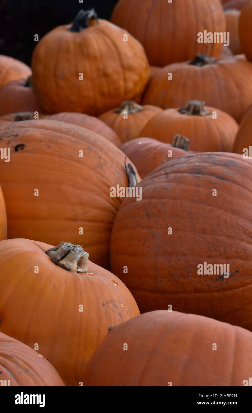 Sunnyfields farm hi-res stock photography and images - Alamy