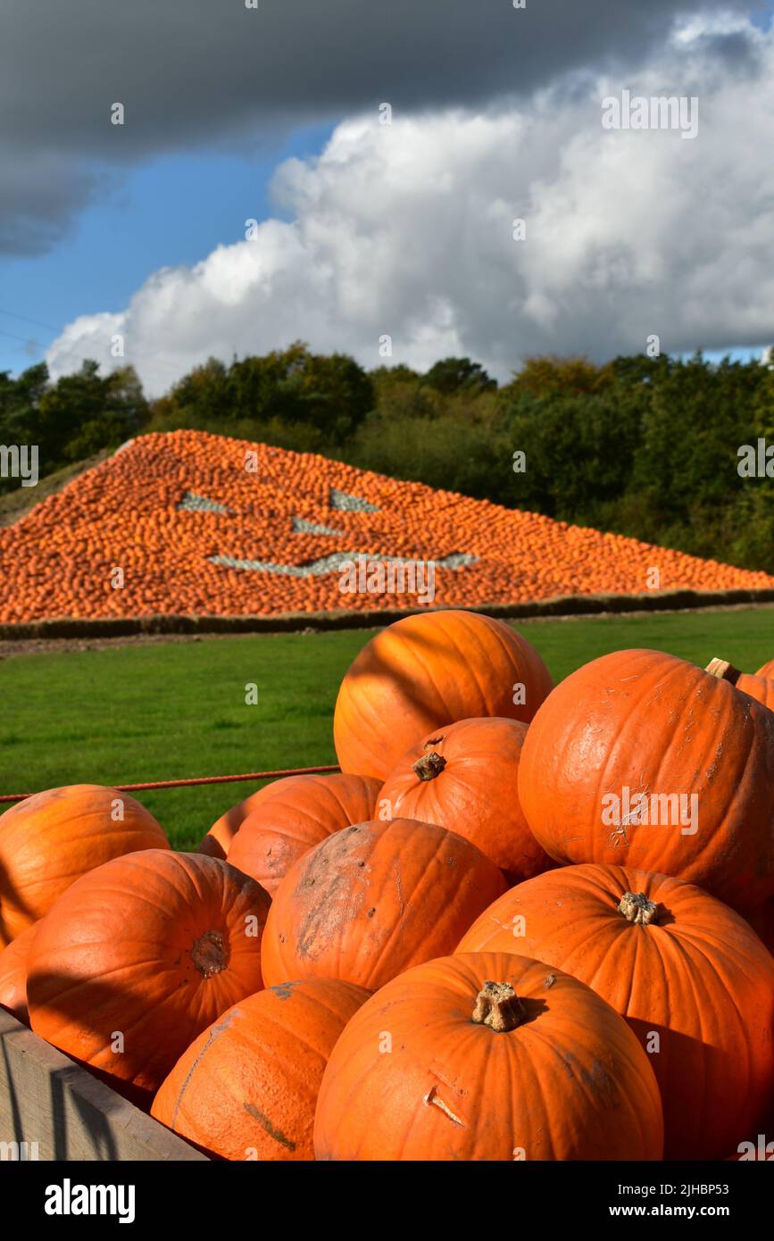 Sunnyfields farm hi-res stock photography and images - Alamy