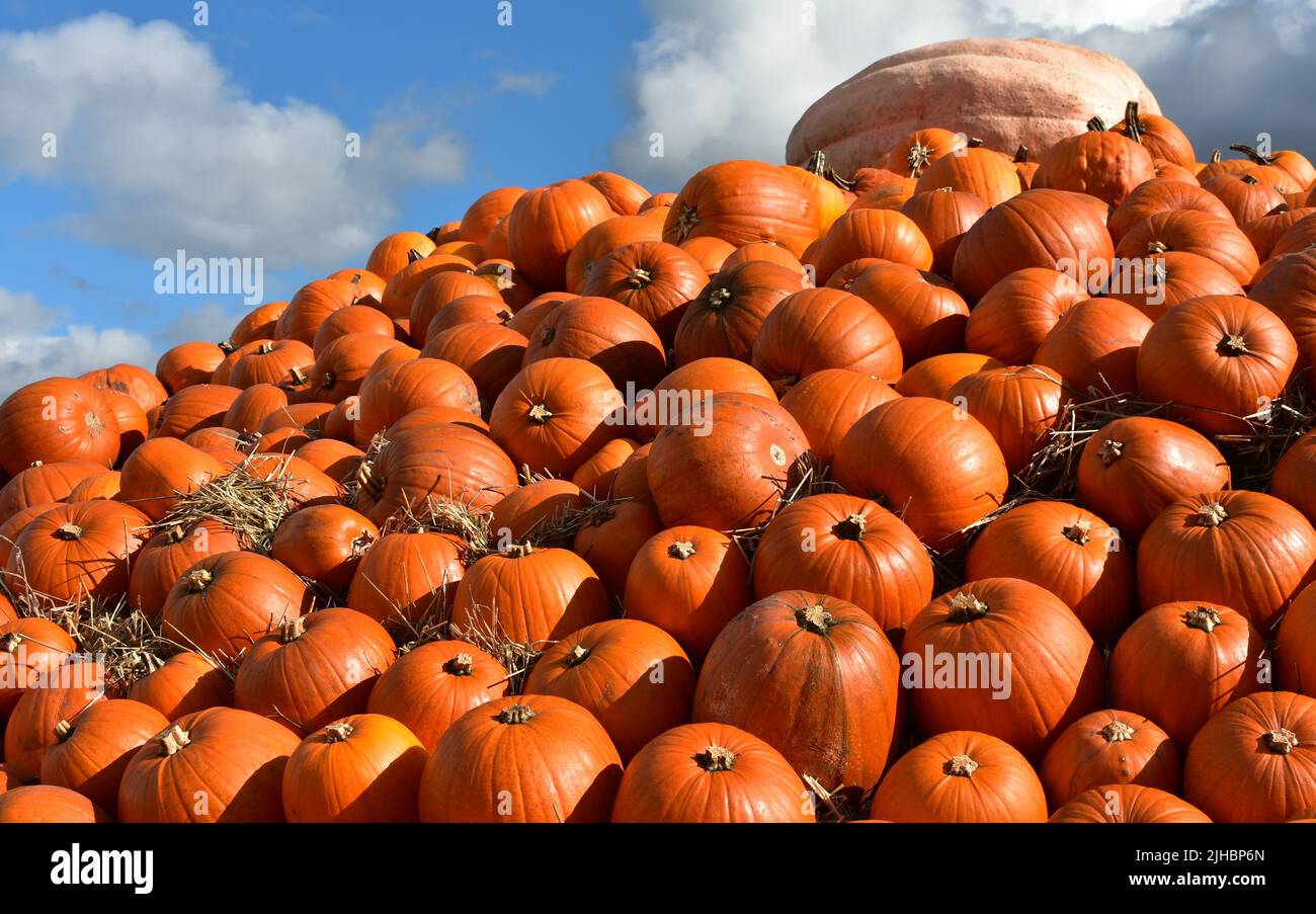 Sunnyfields hi-res stock photography and images - Alamy