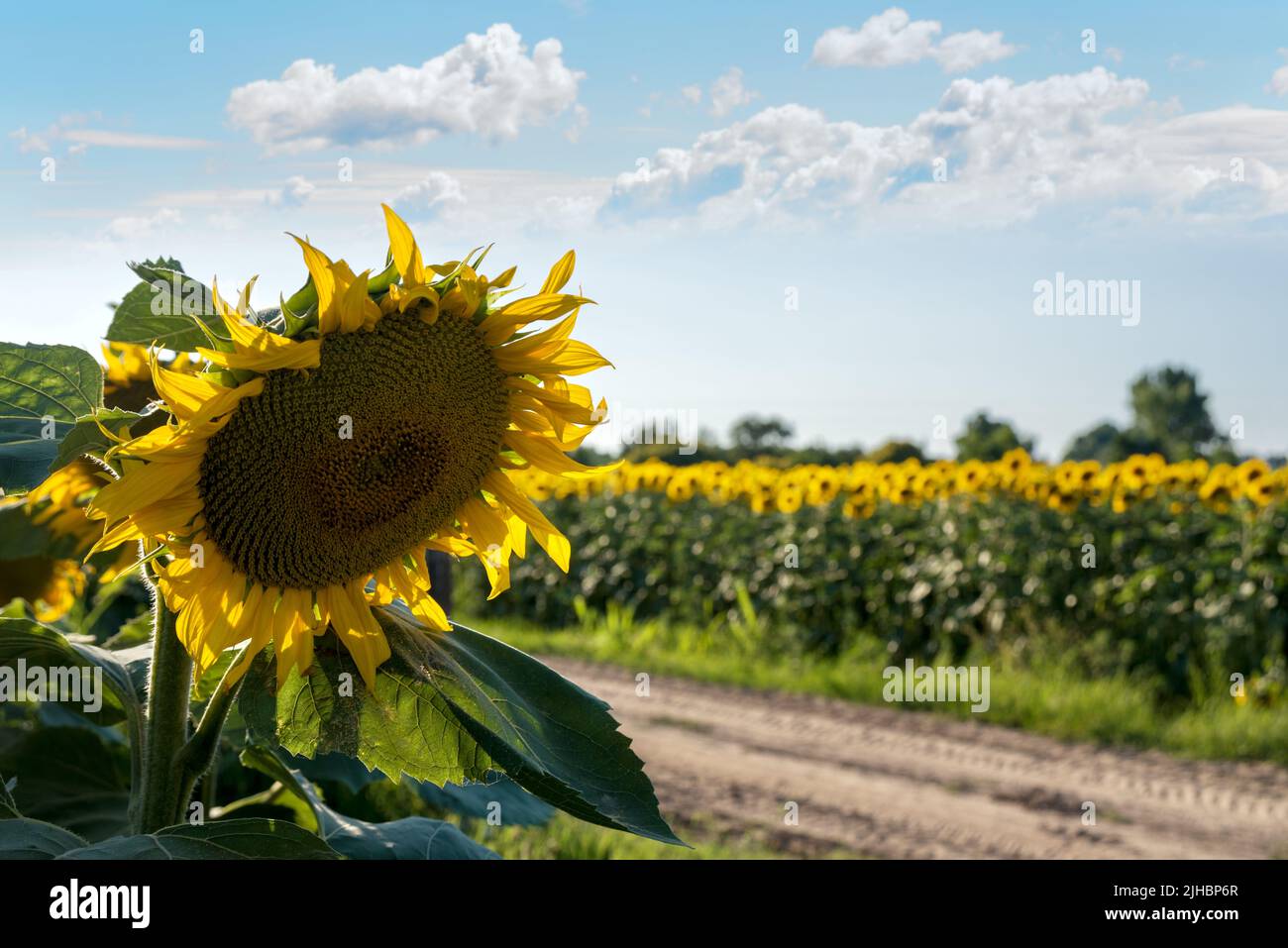 Sunflower field country landscape hi-res stock photography and images ...