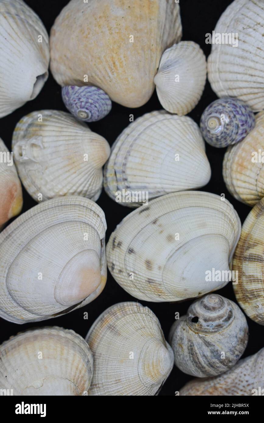 Collection Of Different Seashells Stock Photo - Alamy