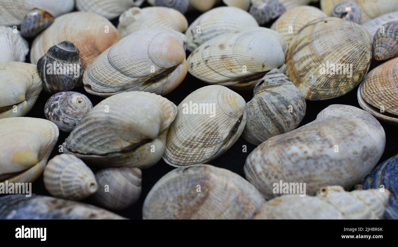 Collection Of Different Seashells Stock Photo - Alamy