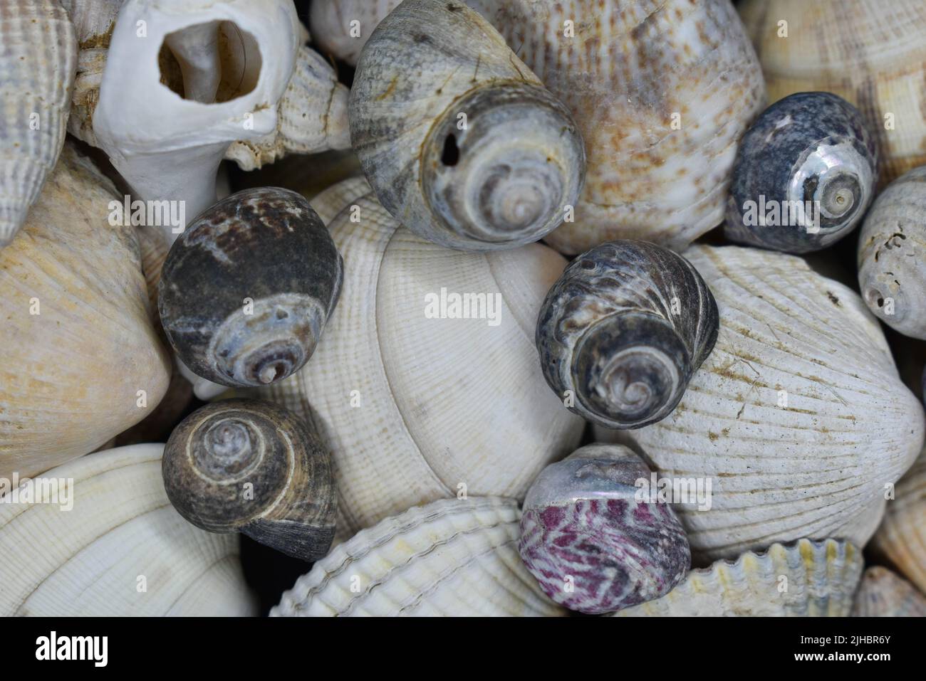 Collection Of Different Seashells Stock Photo - Alamy