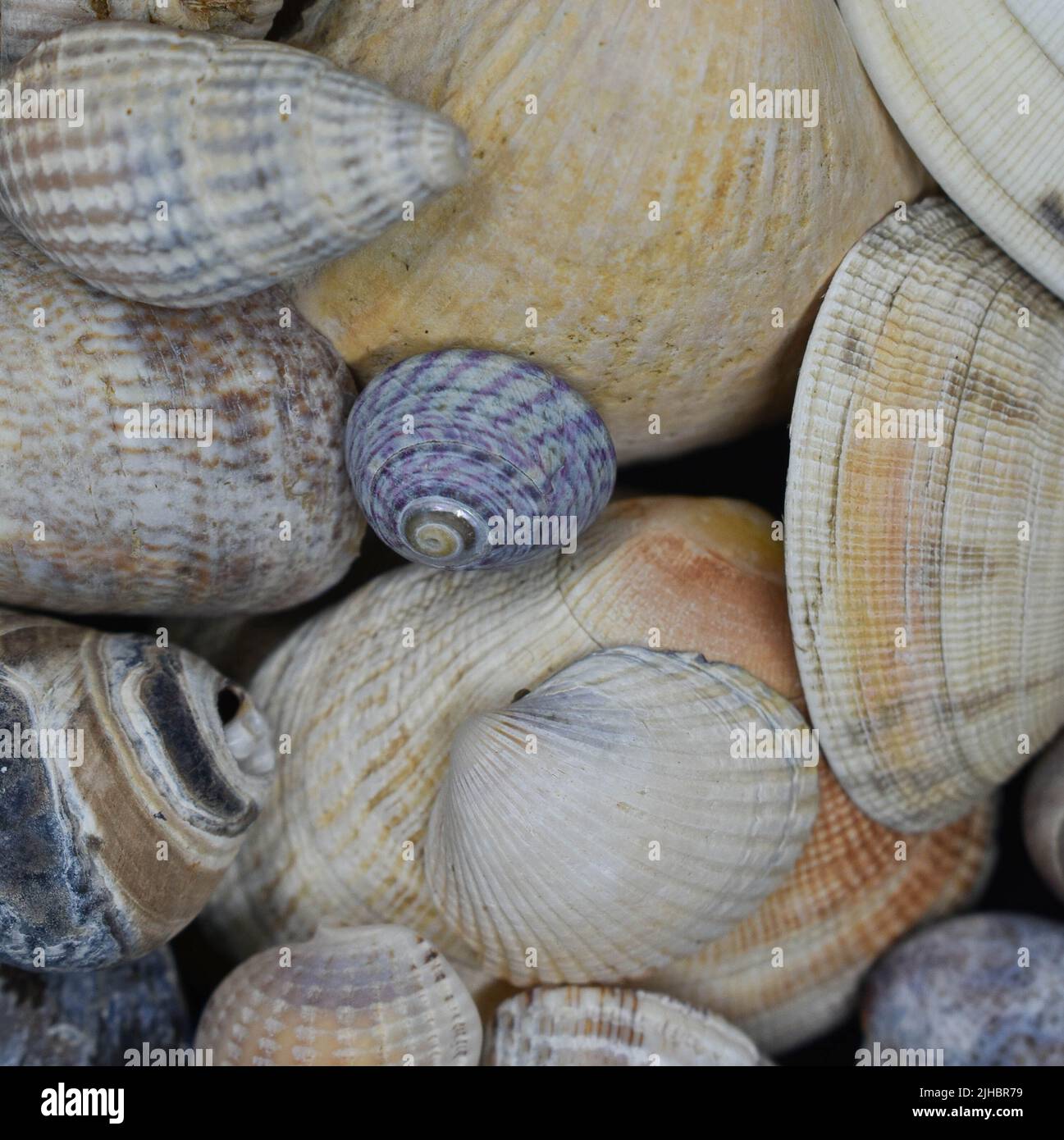 Collection Of Different Seashells Stock Photo - Alamy