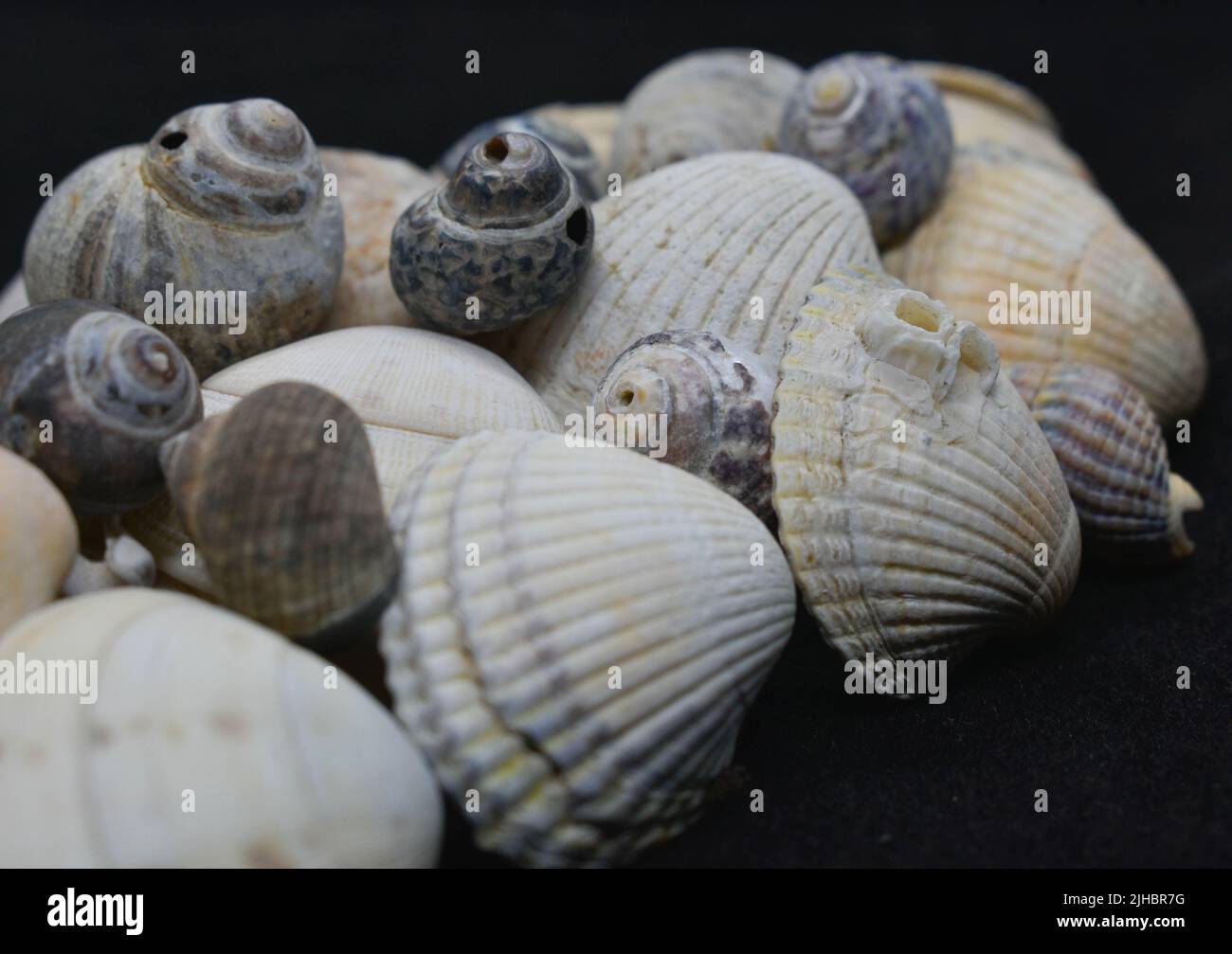 Collection Of Different Seashells Stock Photo - Alamy