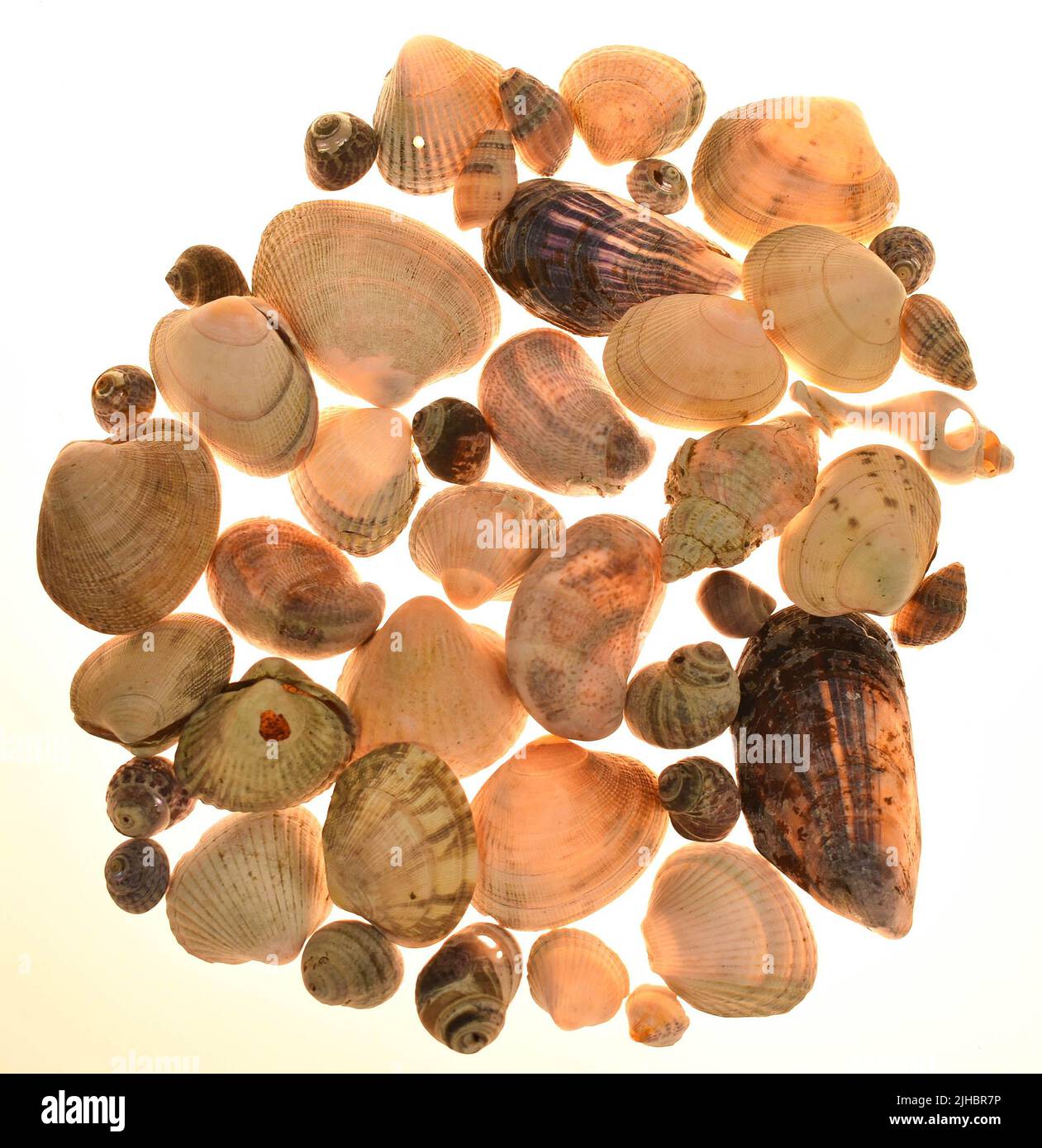 Collection Of Different Seashells Stock Photo - Alamy