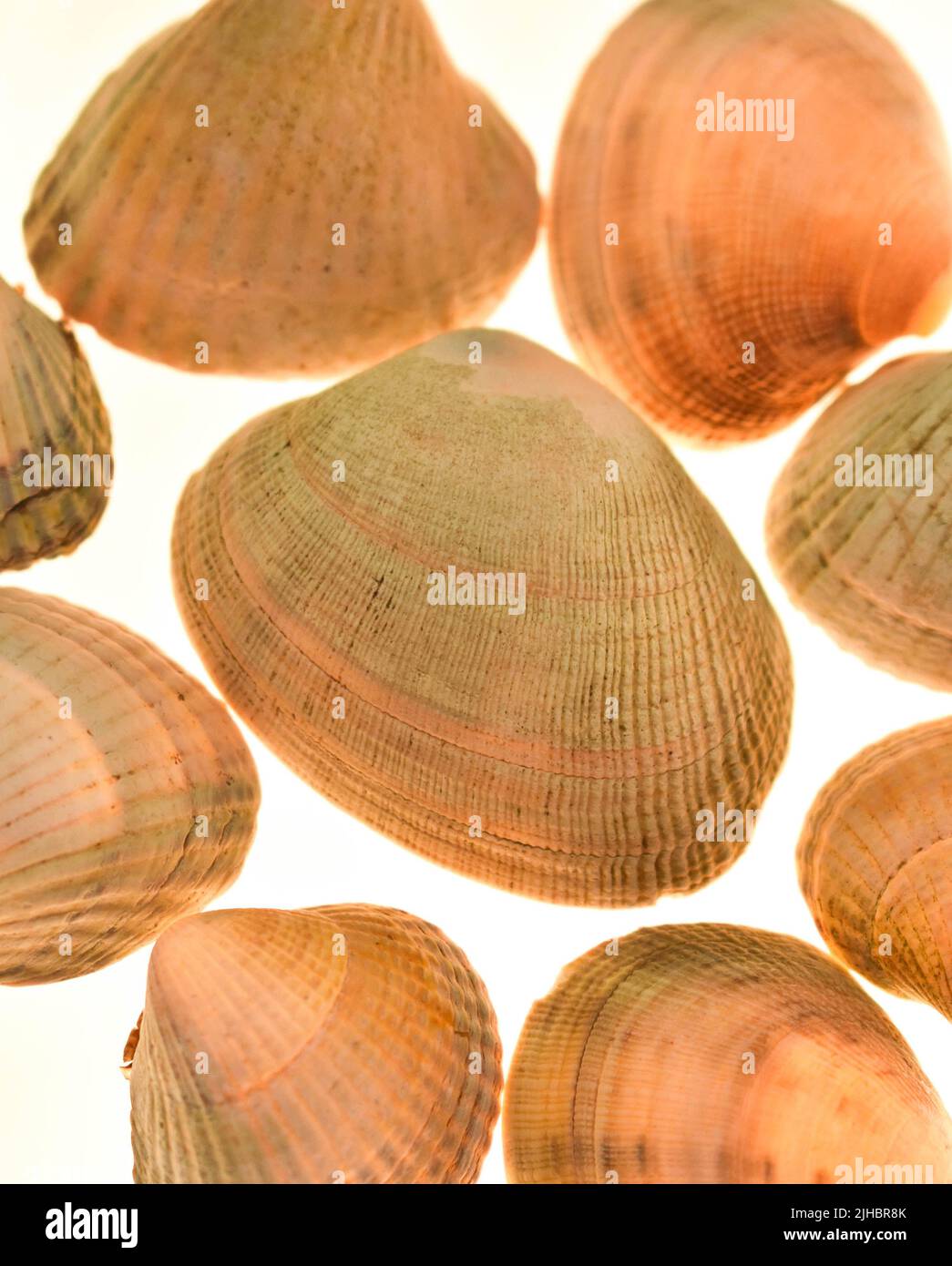 Collection Of Different Seashells Stock Photo - Alamy