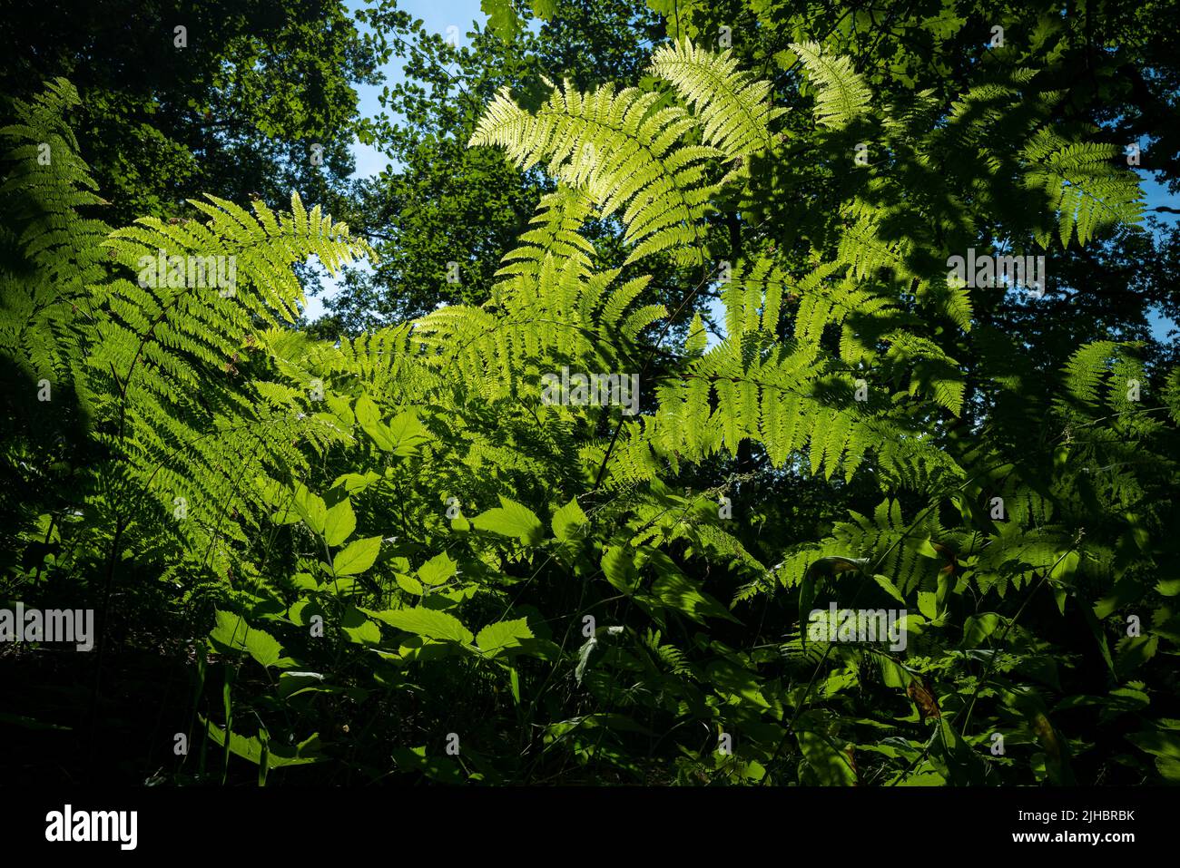 From above point of view hi-res stock photography and images - Alamy