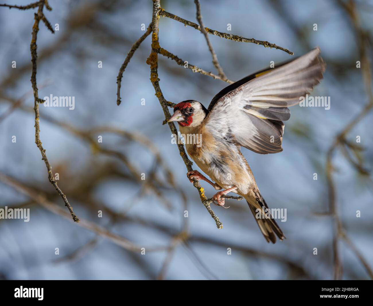 European goldfinch. (Carduelis carduelis). Bird in its natural ...