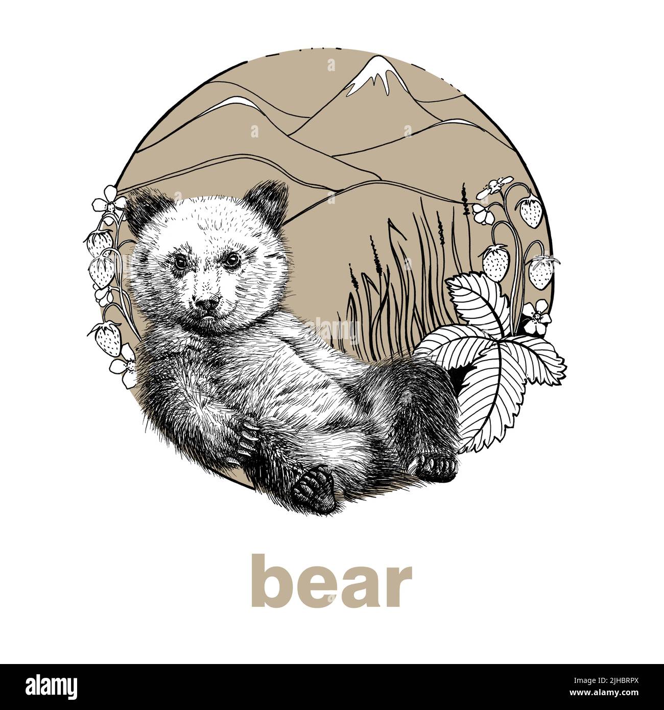 Hand drawn bear cub, sketch graphics illustration on white background ...