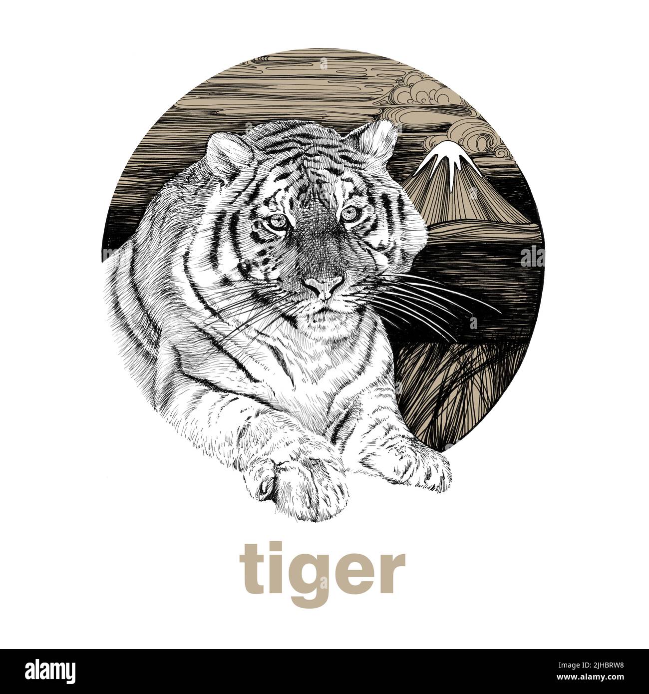 Hand drawn tiger, sketch graphics illustration on white background ...