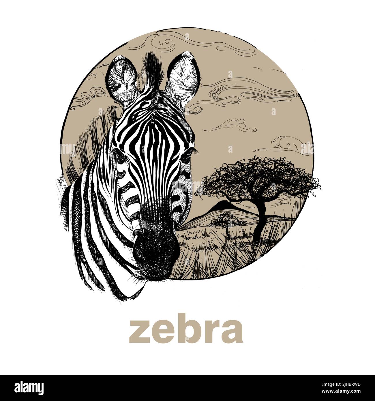 Hand drawn zebra, sketch graphics illustration on white background ...