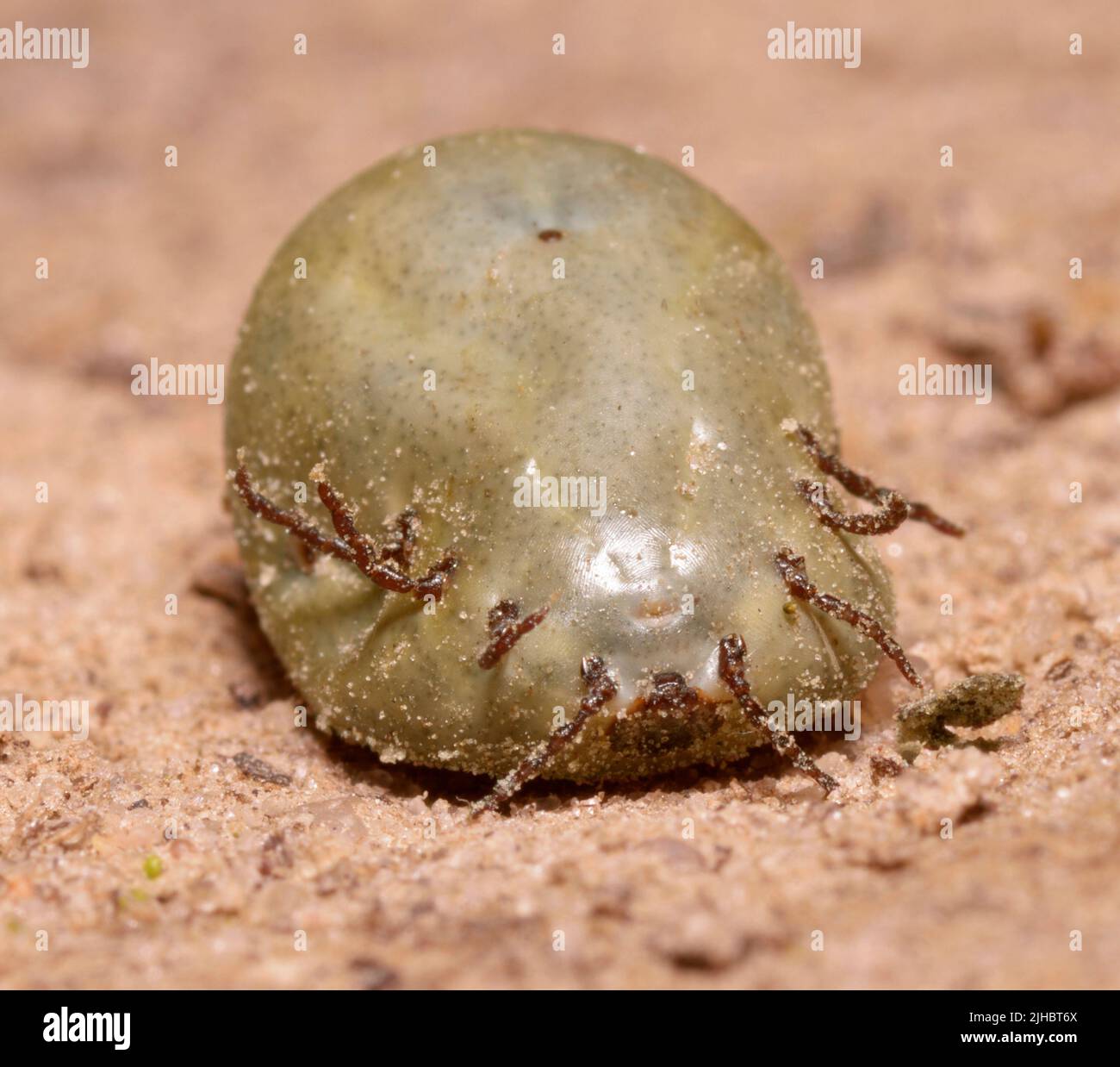 Bloated, full of blood hard-bodied mite Ixodes on the ground Stock ...