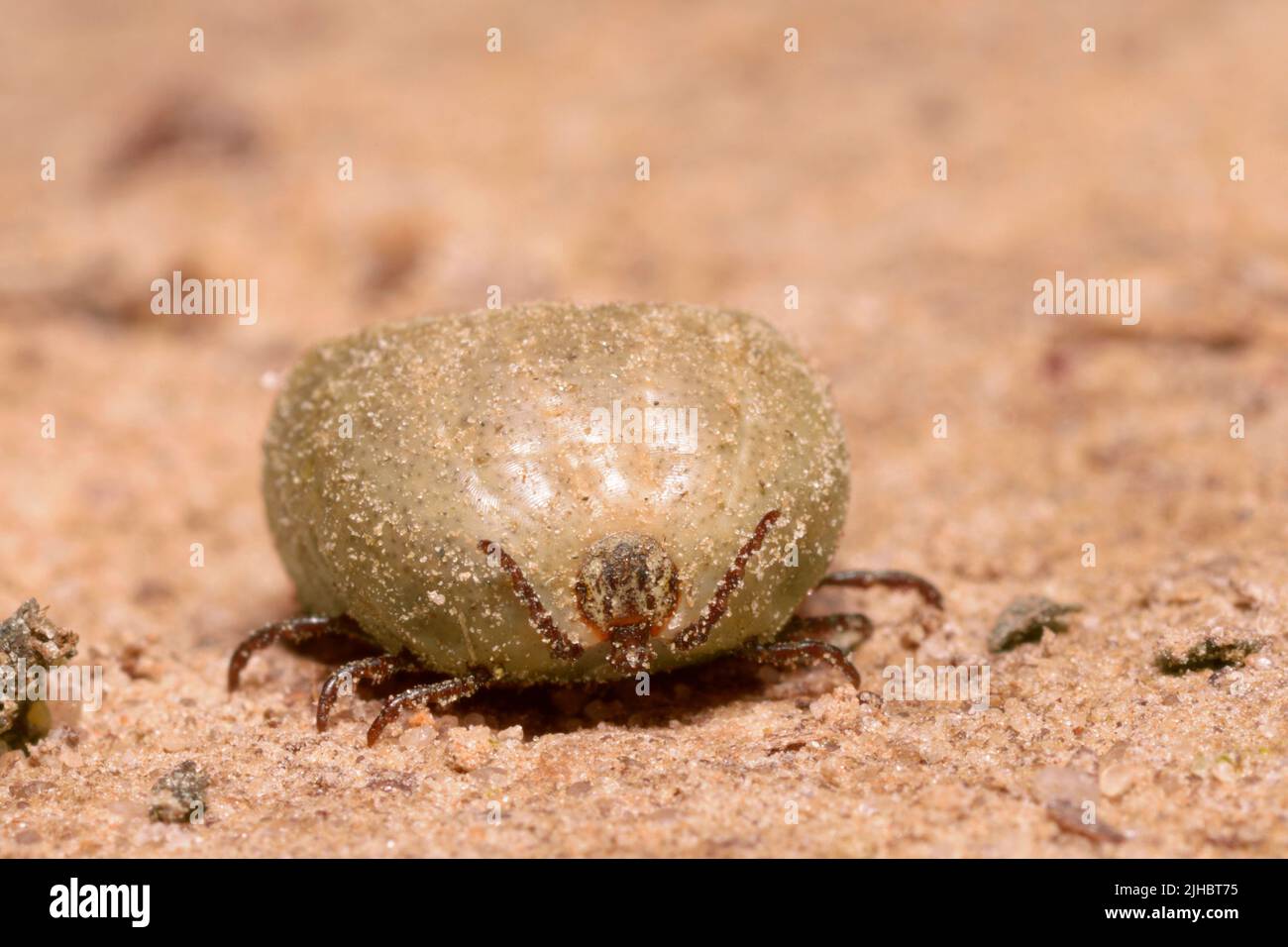 Bloated, full of blood hard-bodied mite Ixodes on the ground Stock ...