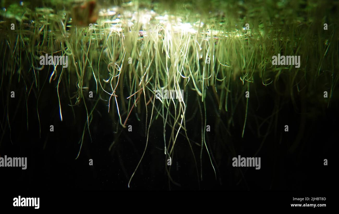 A side view of light falling from above on aquarium plants, algae in ...
