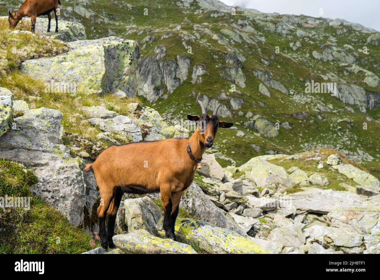Swiss mountain goats hi-res stock photography and images - Alamy