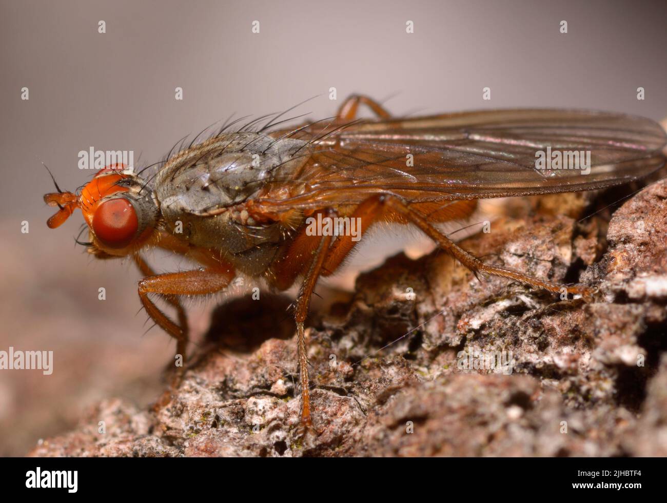 red eyed fruit fly sitting on a tree trunk very close to camera Stock ...