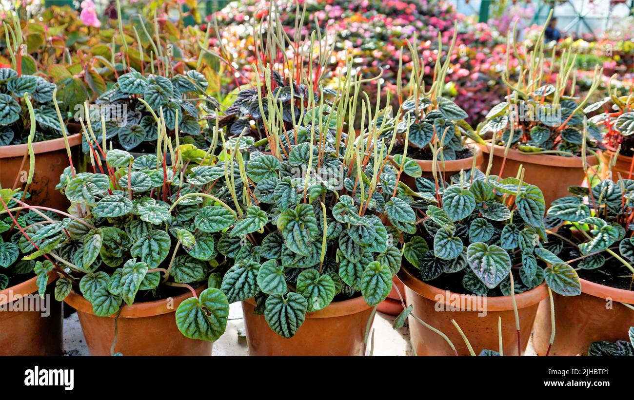 Beautiful garden plants Peperomia caperata also known as Green ripple ...