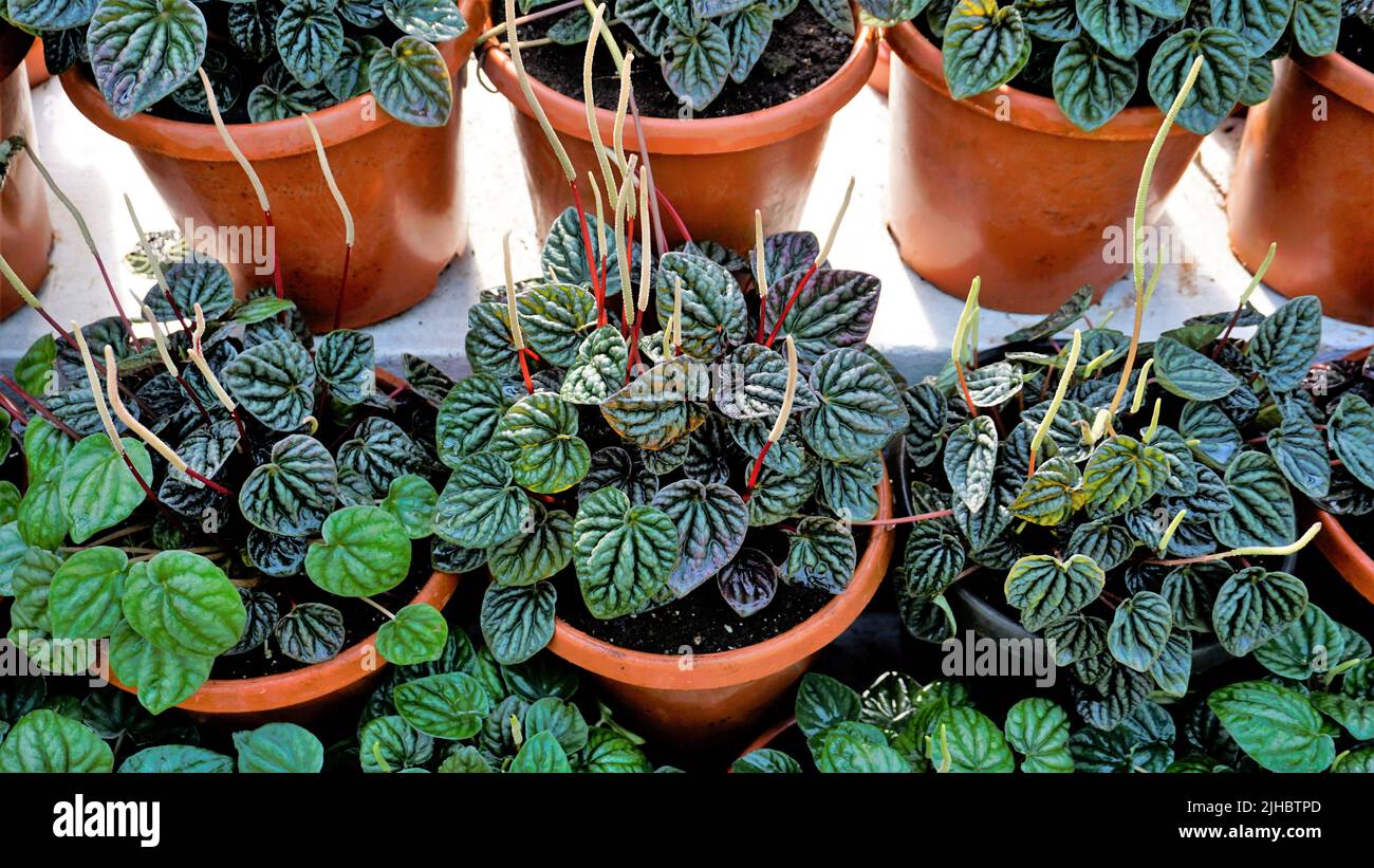 Beautiful garden plants Peperomia caperata also known as Green ripple ...