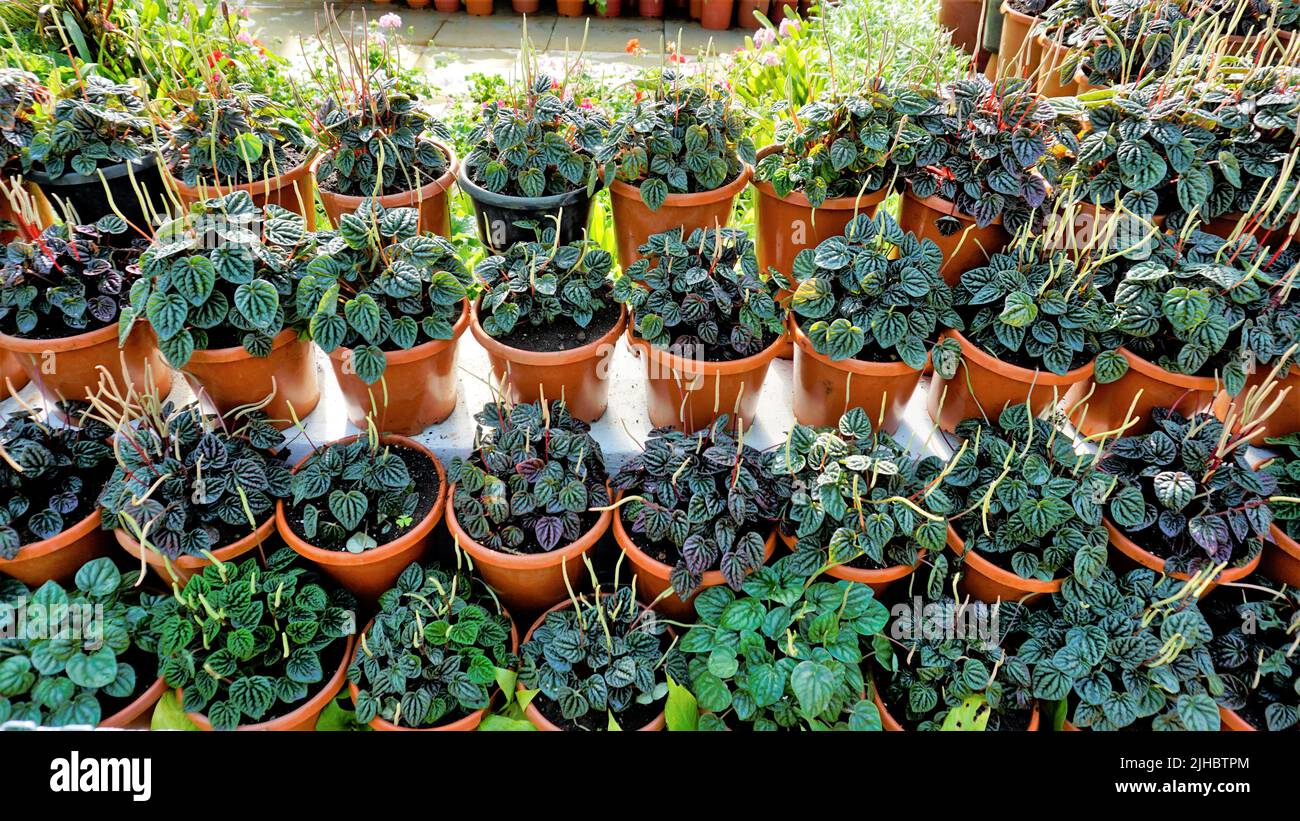 Beautiful garden plants Peperomia caperata also known as Green ripple ...