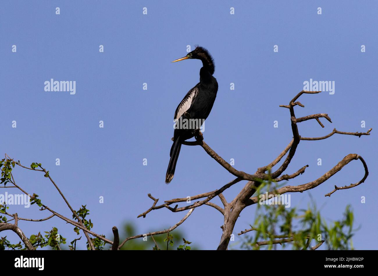 Anhinga twists neck and looks to left blue sky copy space. Location is ...