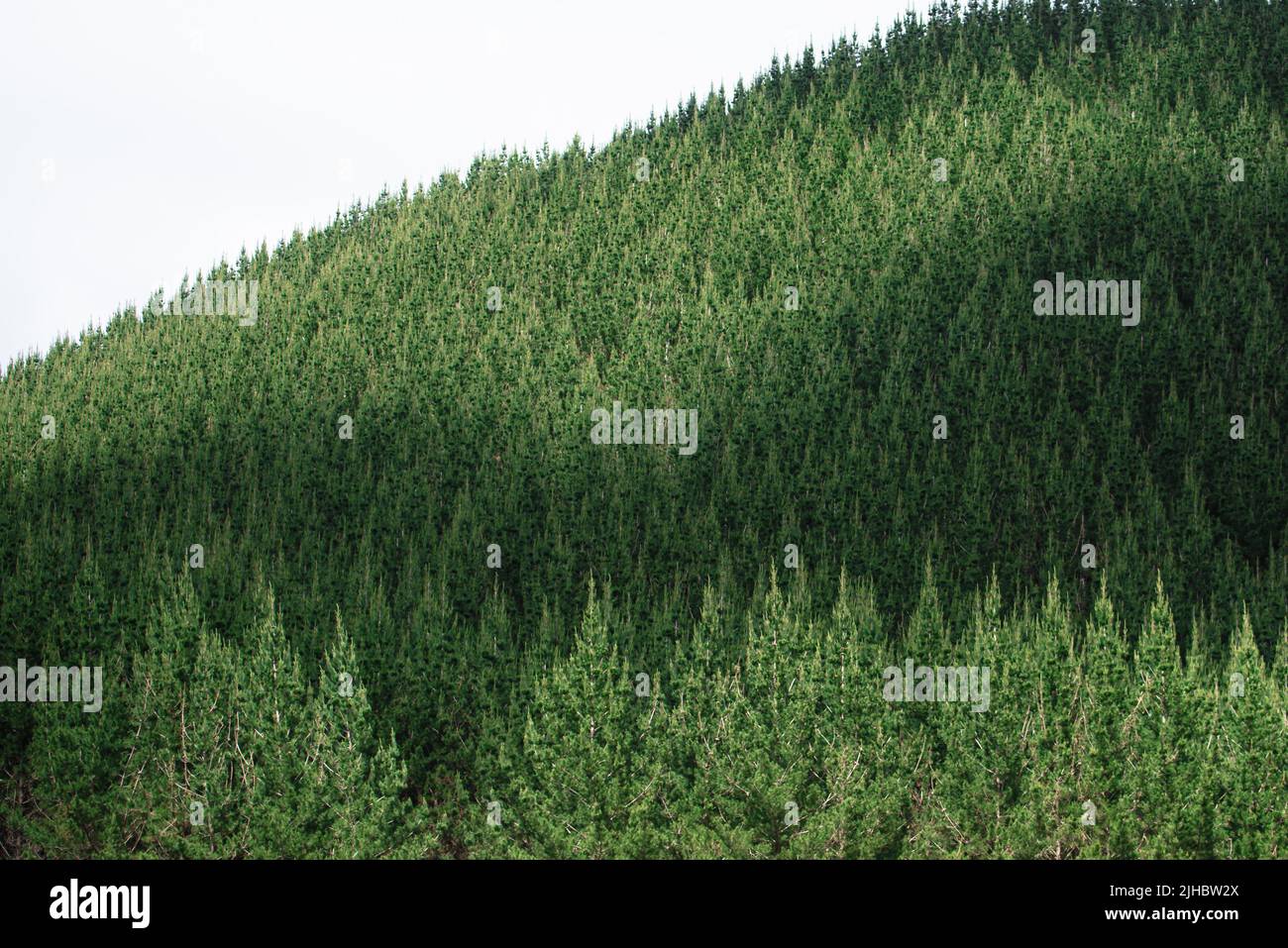 A beautiful of a shadow falling on a pine tree forest on a cloudless ...