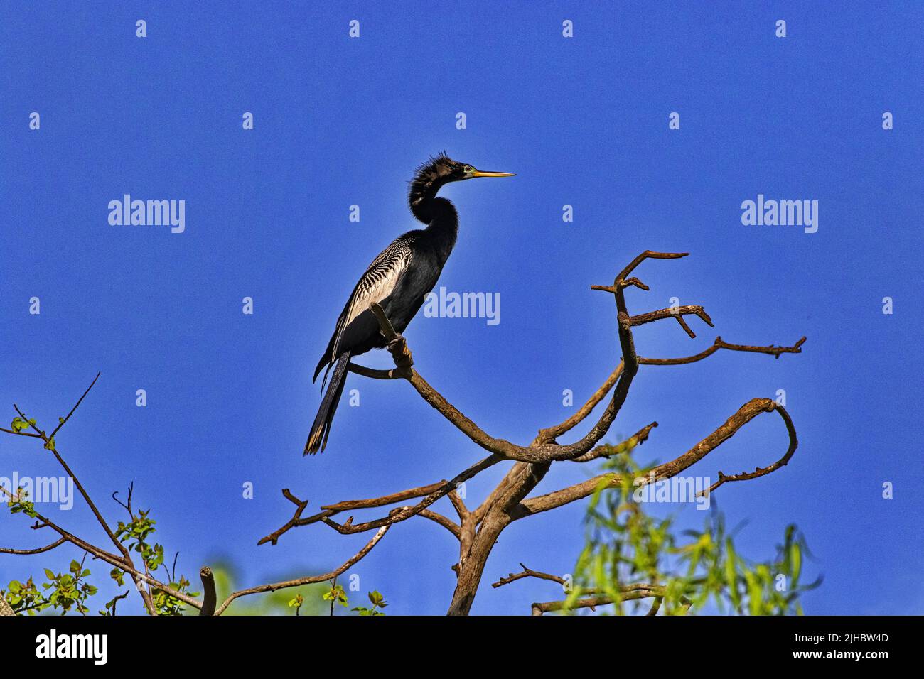 Perched Anhinga, snake bird, portrait with copy space on right ...