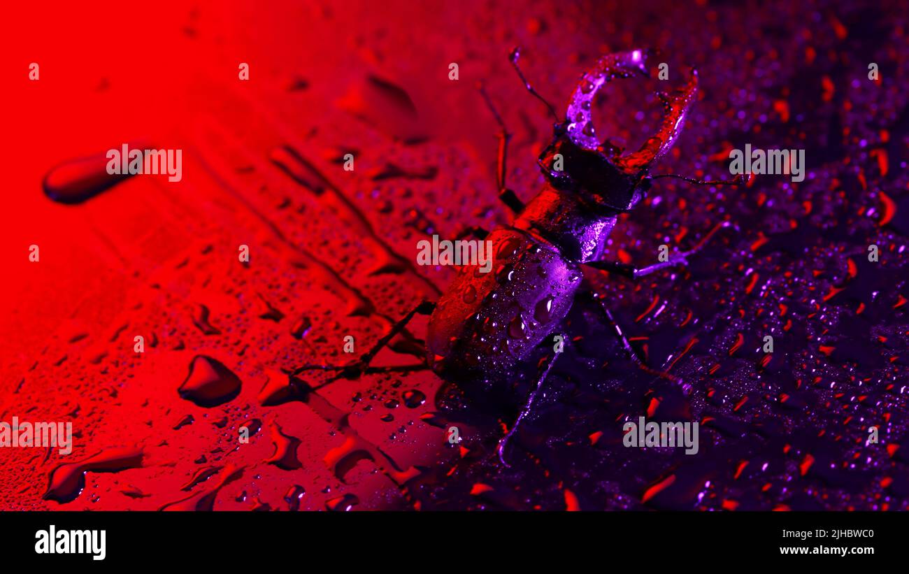 Beautiful insect listed in Red List, largest rare male stag in europe ...