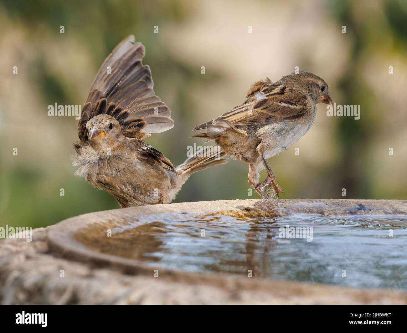 Female House sparrows. (Passer domesticus Stock Photo - Alamy