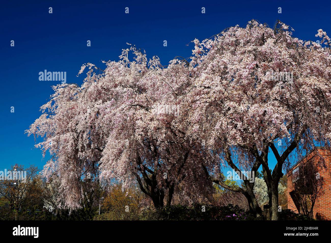 spring flowering trees, pink, large, nature, abundant display ...