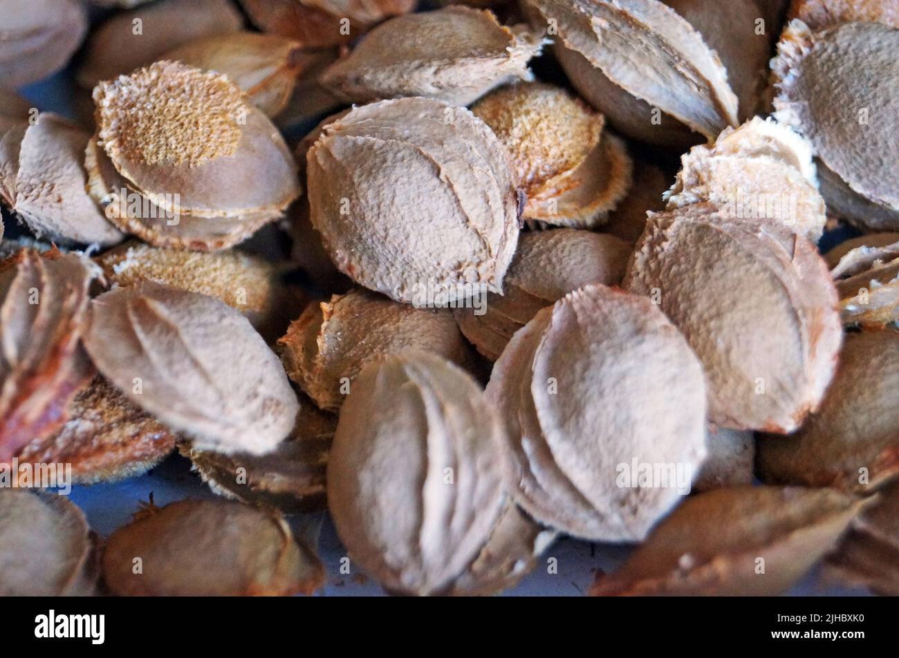 Apricot stones of gray-brown color are dried and useful lying in a box ...
