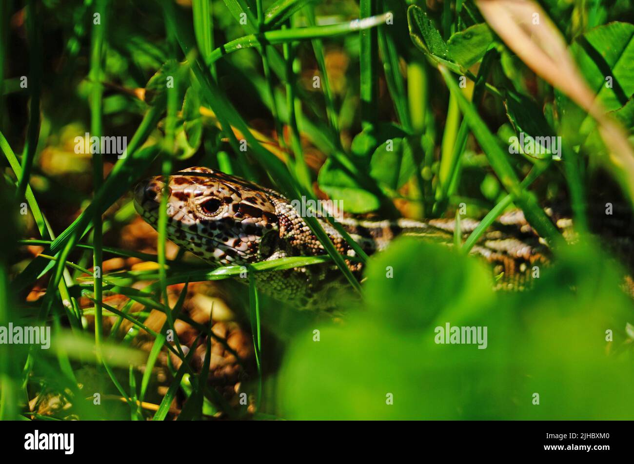 Lizard with shiny skin sits in green bright grass on a lawn on a sunny ...