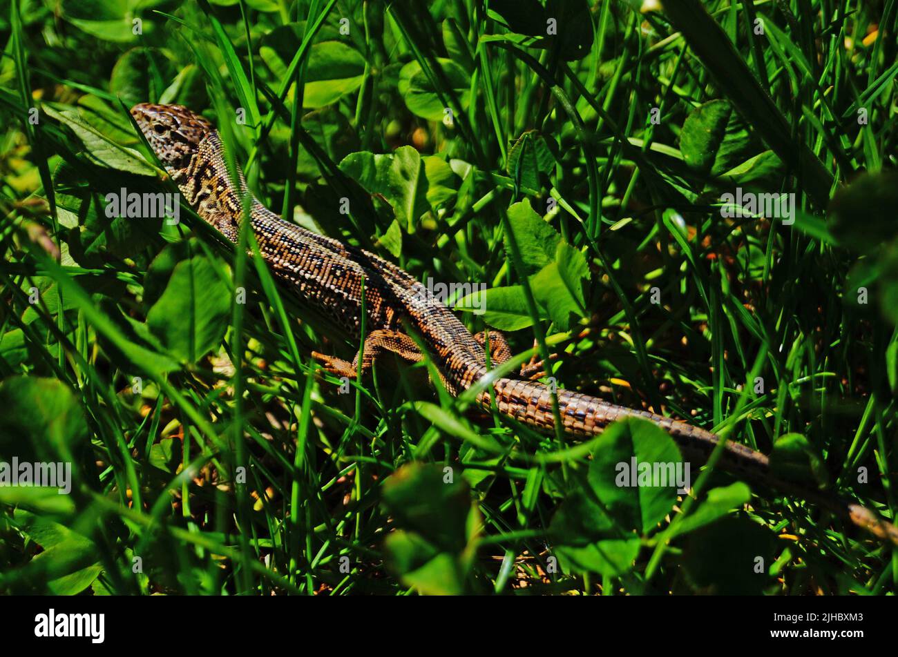 Terrestrial lizards hi-res stock photography and images - Alamy