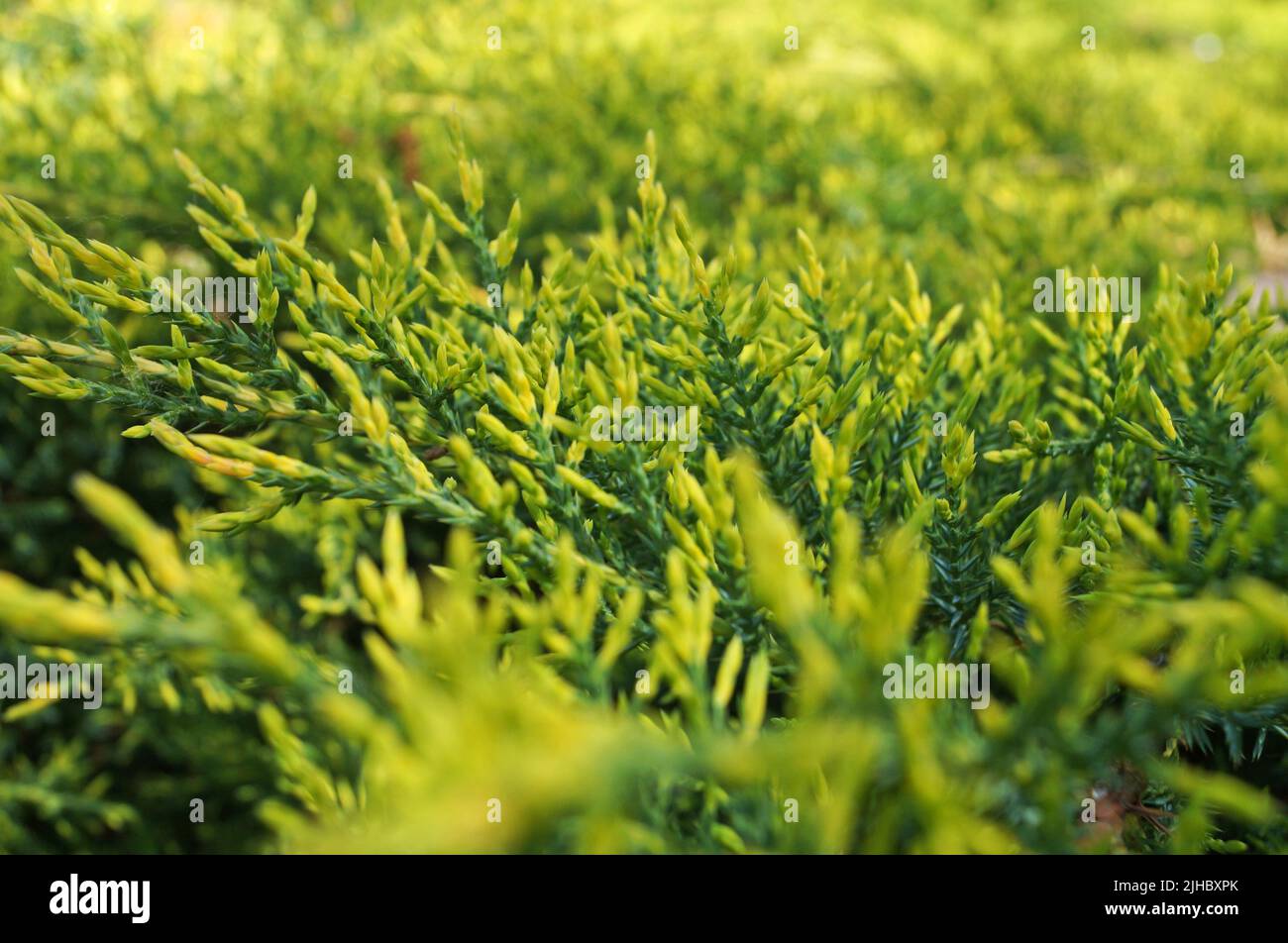 American arborvitae tree northern white cedar hi-res stock photography ...