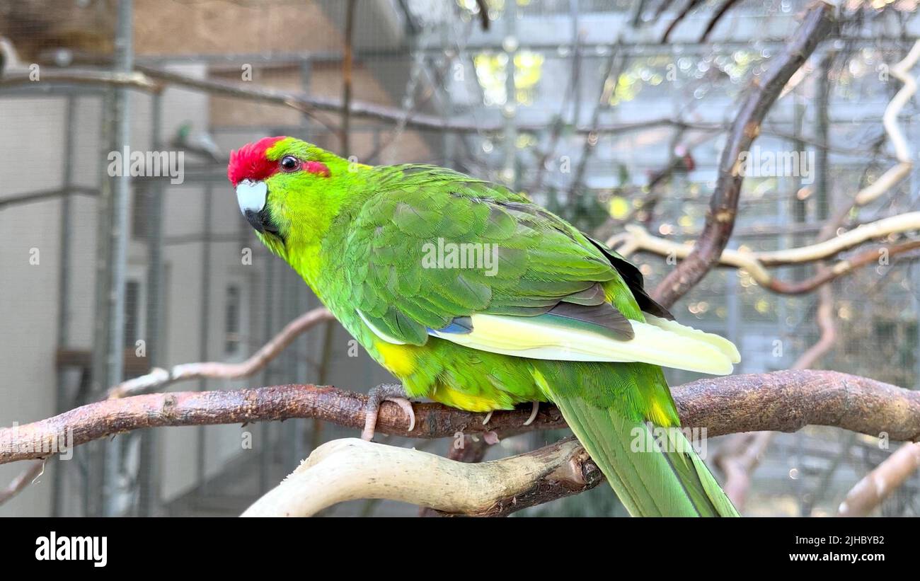 Beautiful colored parrot on hi-res stock photography and images - Alamy