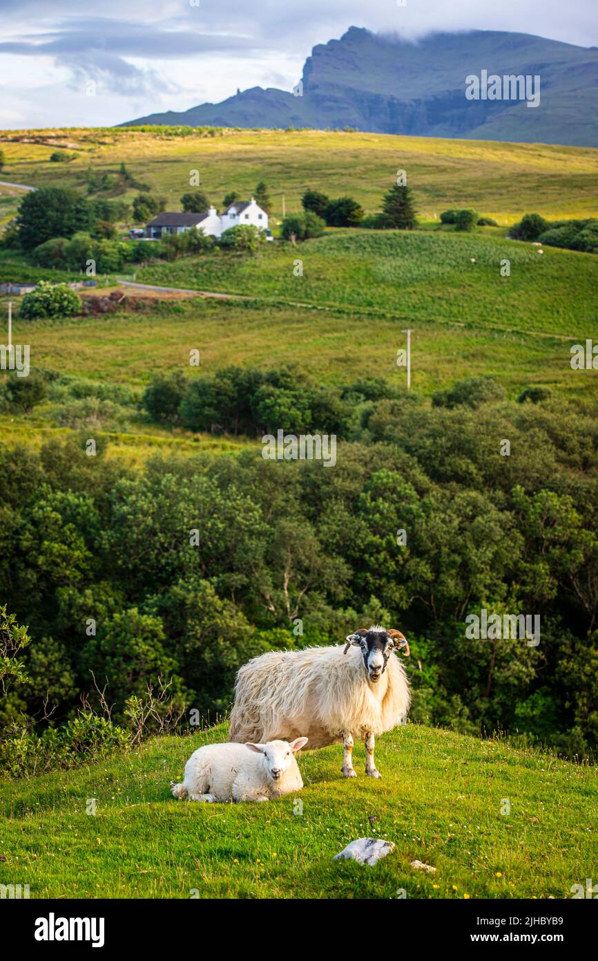 sheep with lamb in highlands Stock Photo - Alamy