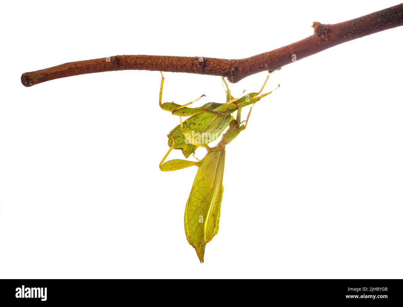 stick insect in front of white background Stock Photo - Alamy