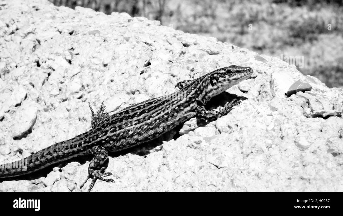 Endangered lizard species Black and White Stock Photos & Images - Alamy