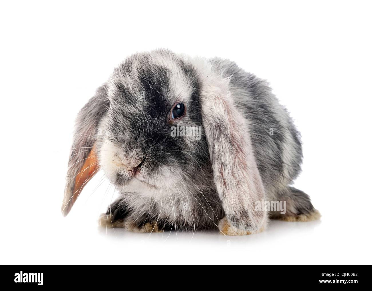 mini lop in front of white background Stock Photo - Alamy