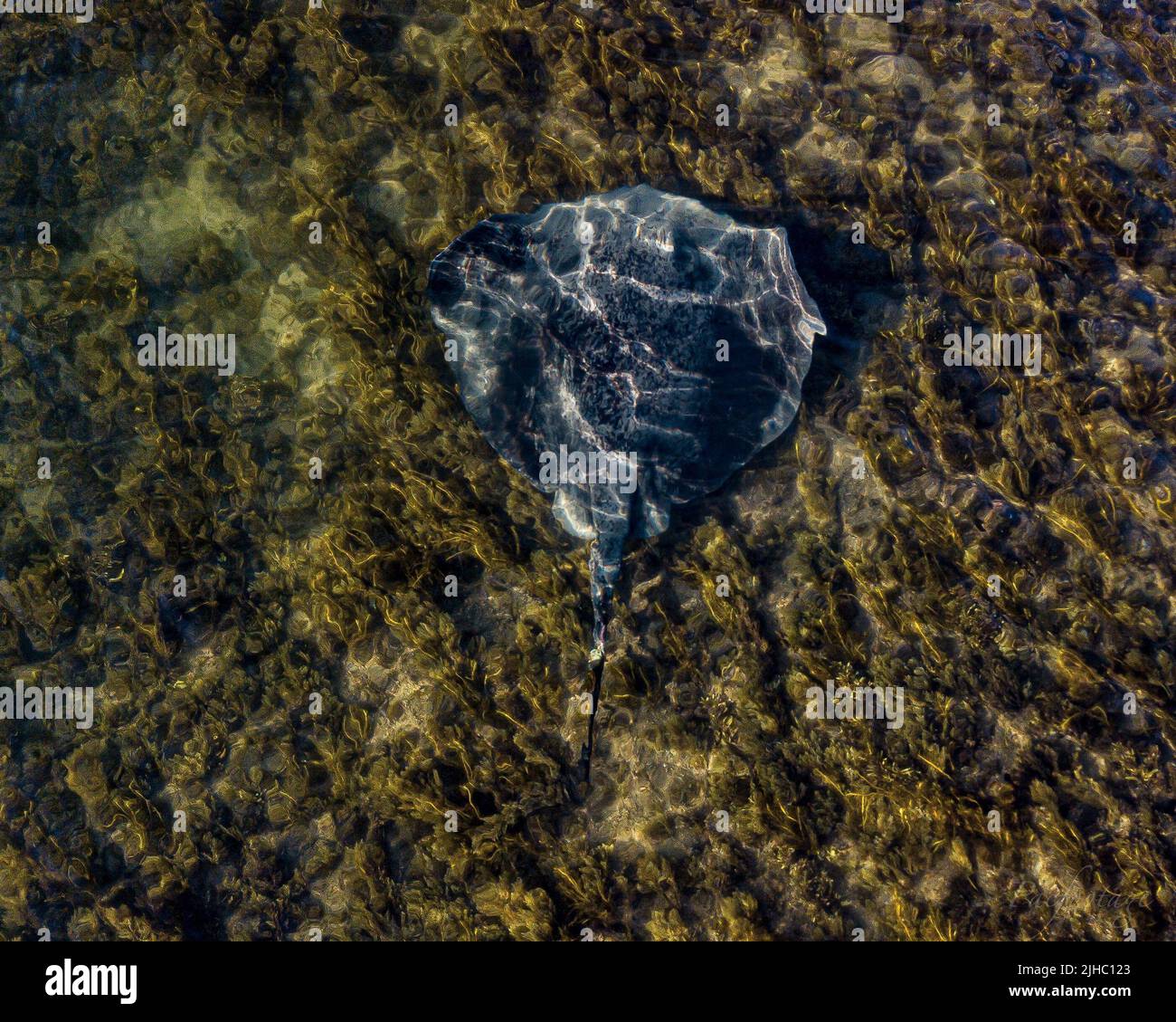 A wonderful top view of lonely stingray fish swimming underwater along ...