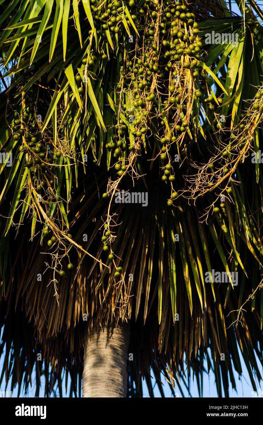 bunch of fruit from the carnauba palmtree native to northeastern brazil ...